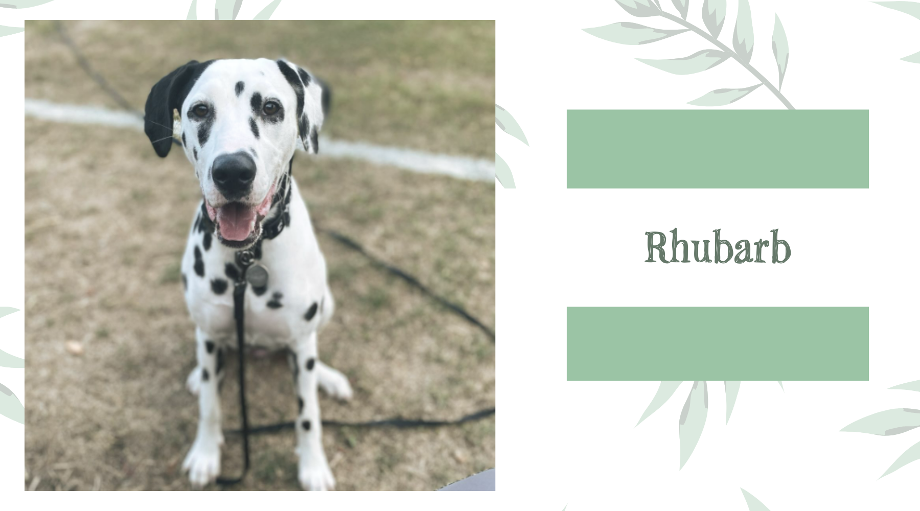 Rhubarb – Anicura Natural Pet Solutions